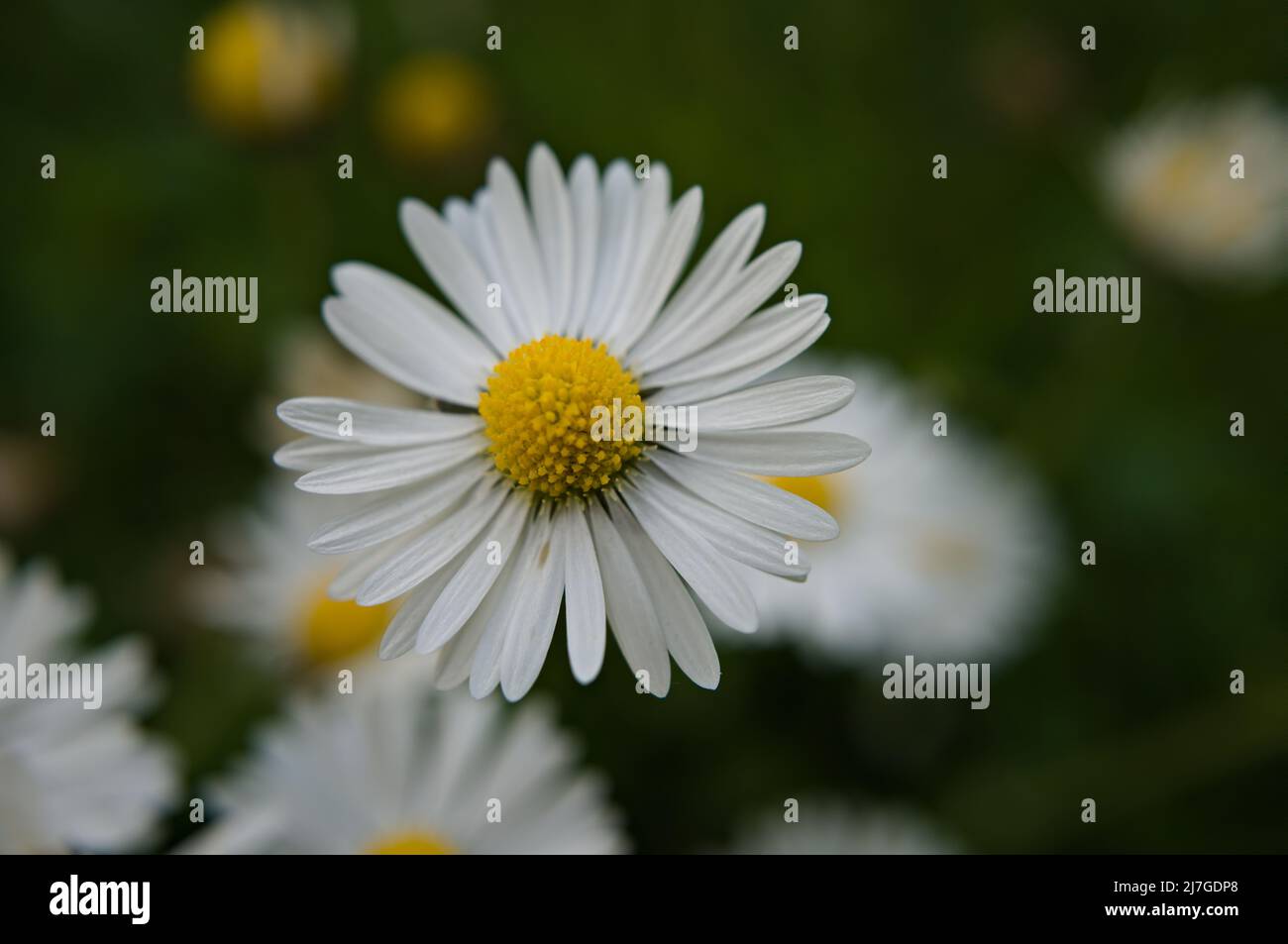 Daisy blume hi-res stock photography and images - Alamy