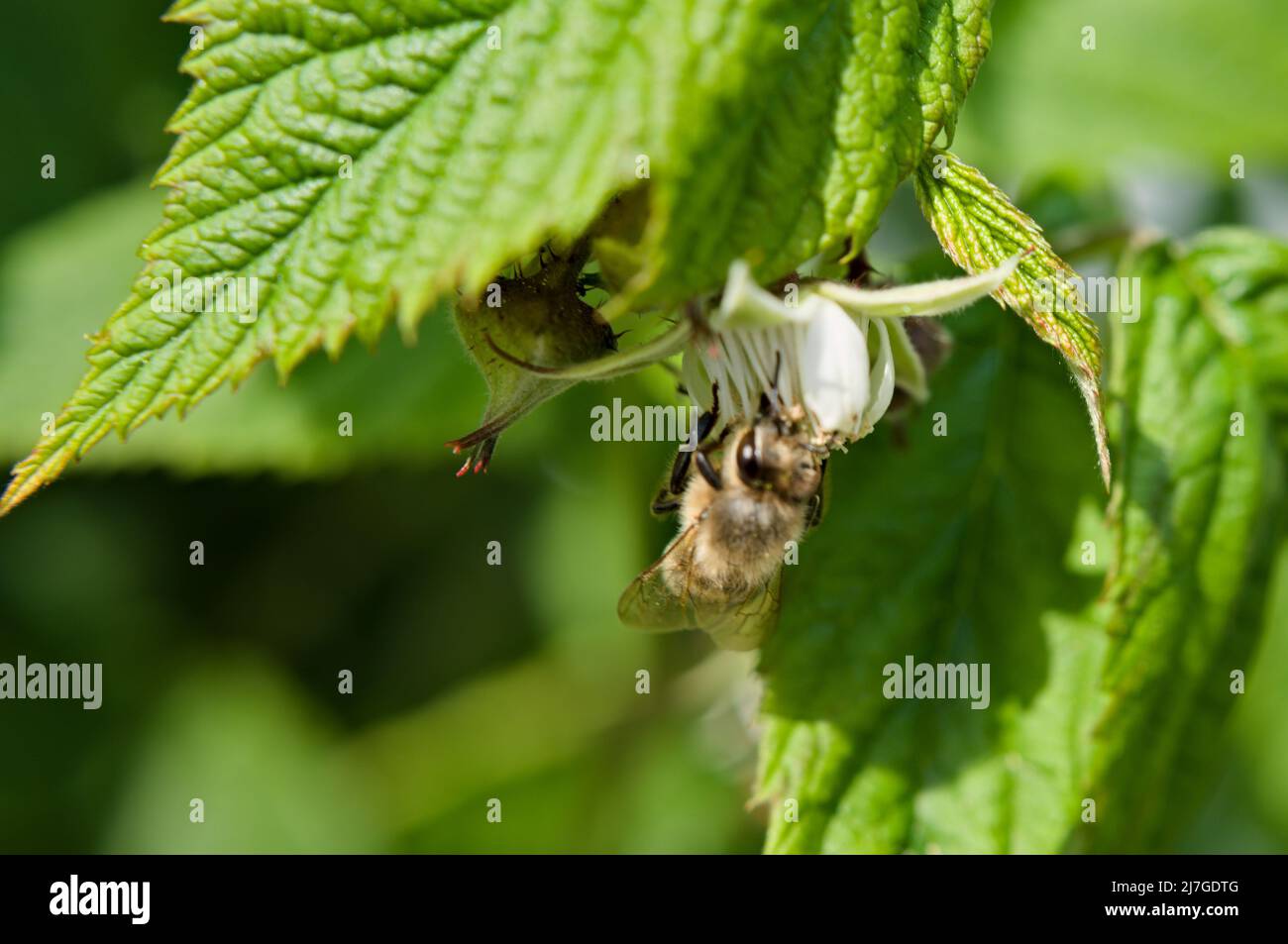 Bee on flowering raspberry Stock Photo - Alamy