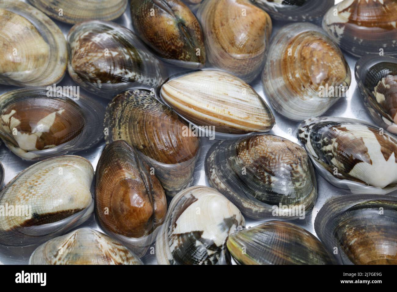 Japanese asari clams from Kajishima( luxury ingredients Stock Photo - Alamy