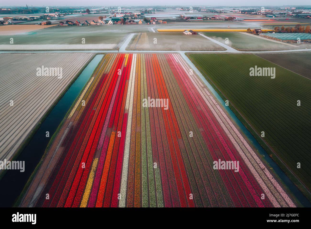 Aerial view of the colorful tulip fields in Keukenhof, Lisse at sunrise ...