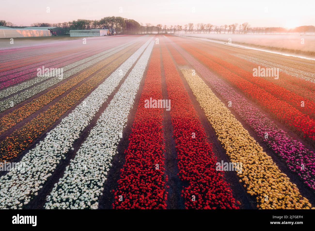 Aerial view of the colorful tulip fields in Keukenhof, Lisse at sunrise ...