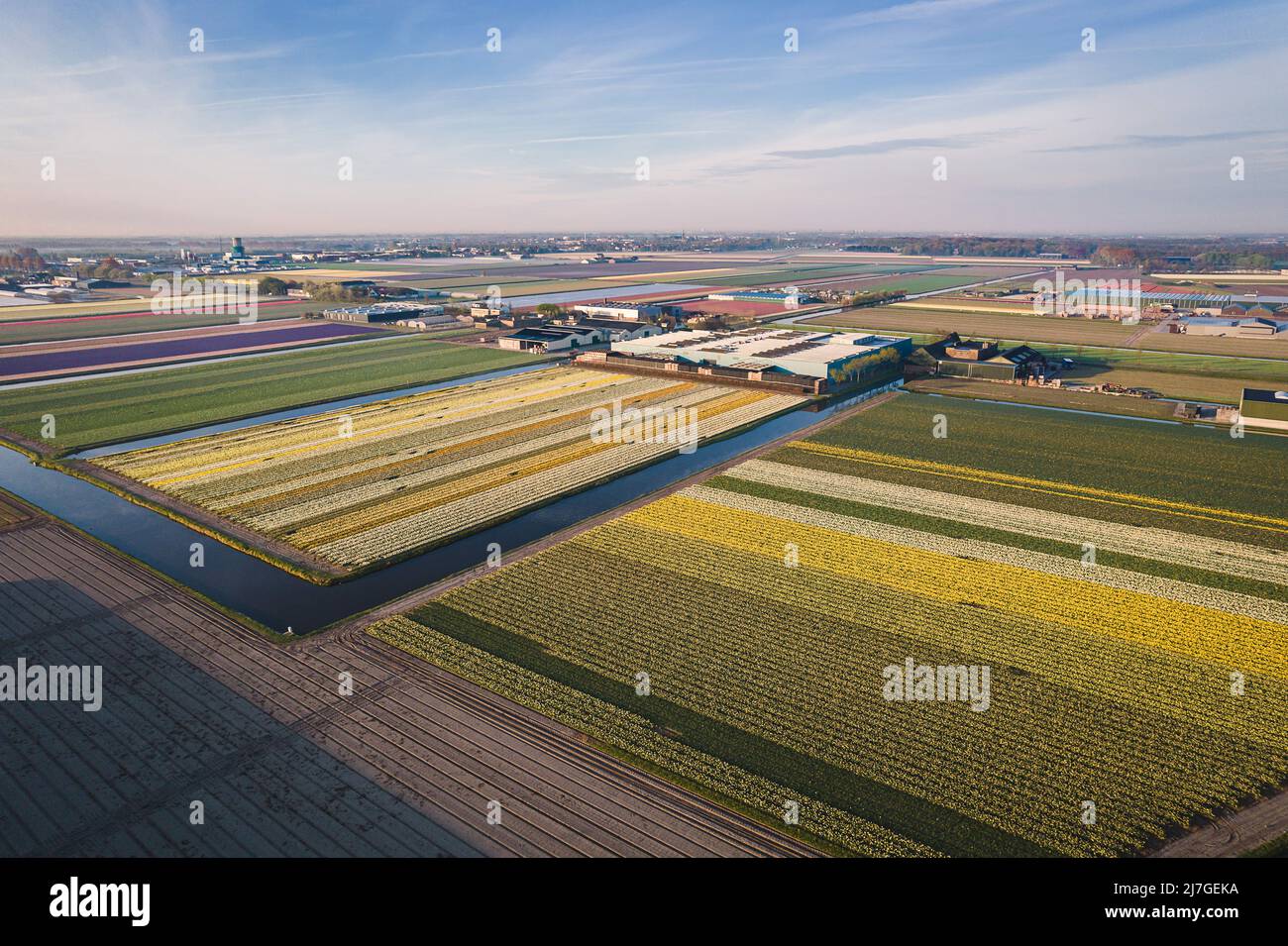 Aerial view of the colorful tulip fields in Keukenhof, Lisse at sunrise ...