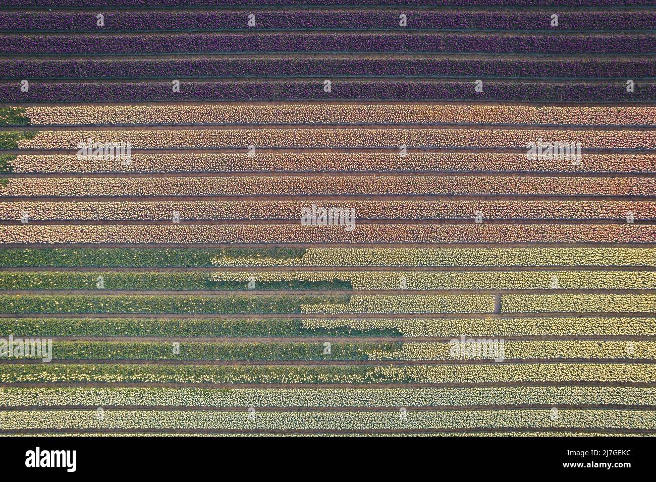 Keukenhof aerial hi-res stock photography and images - Alamy