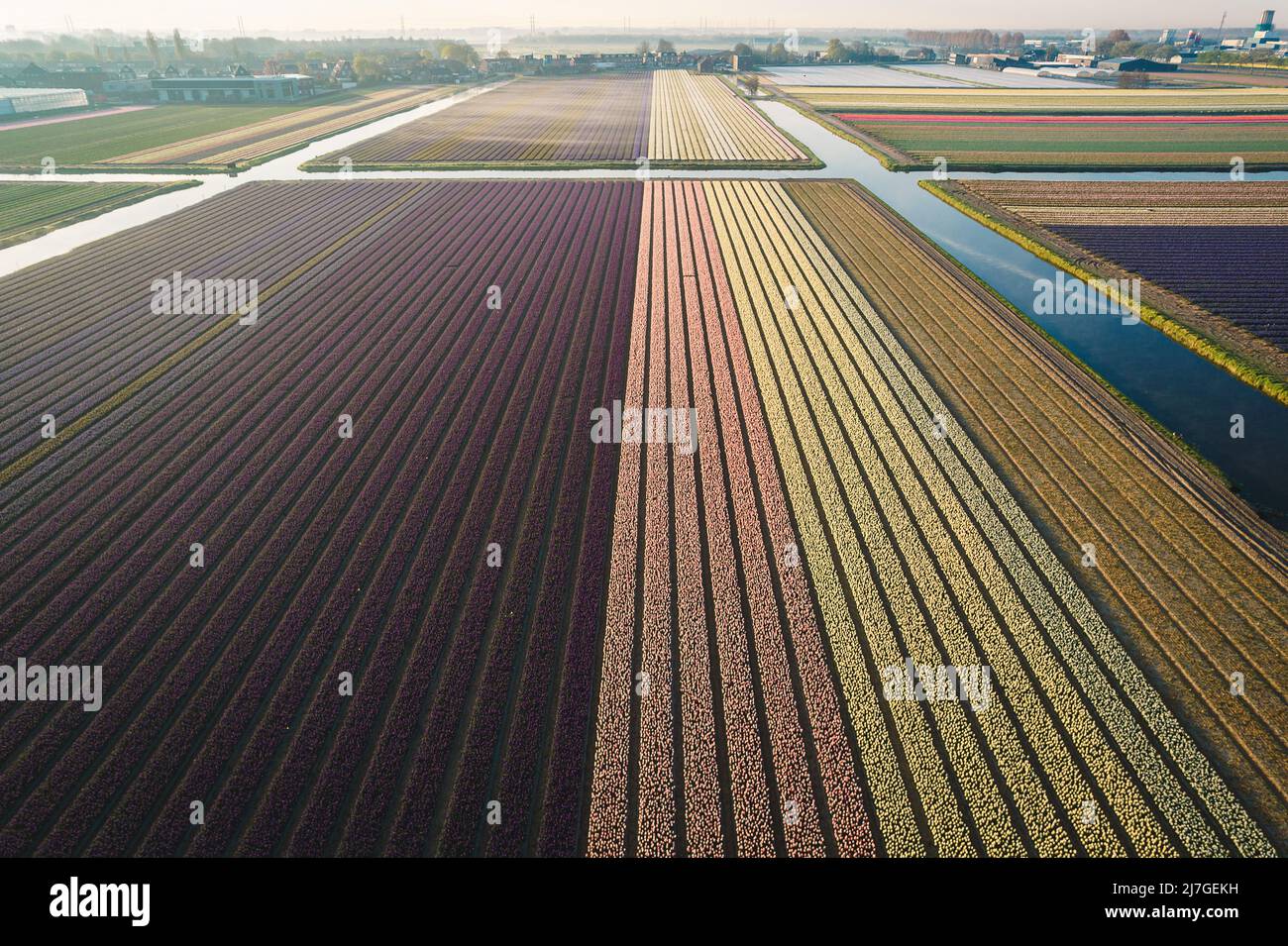 Aerial view of the colorful tulip fields in Keukenhof, Lisse at sunrise ...