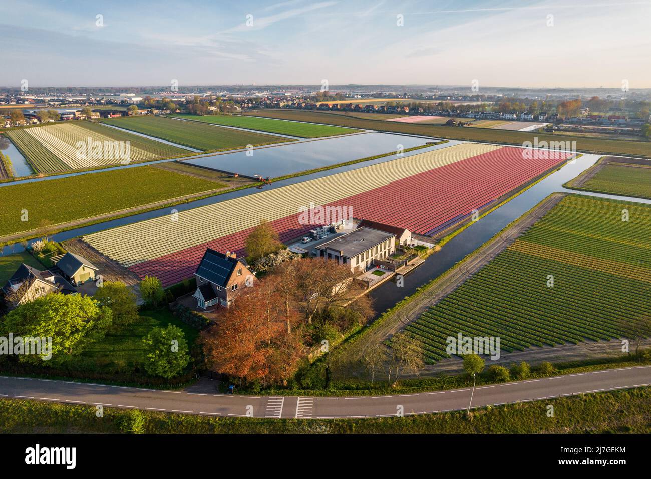 Aerial view of the colorful tulip fields in Keukenhof, Lisse at sunrise ...
