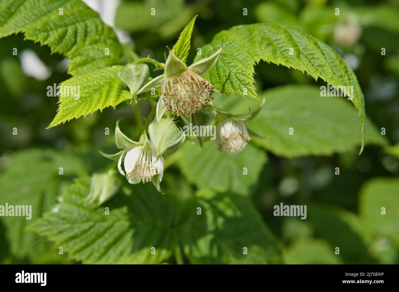 Blossoms of raspberry Stock Photo - Alamy