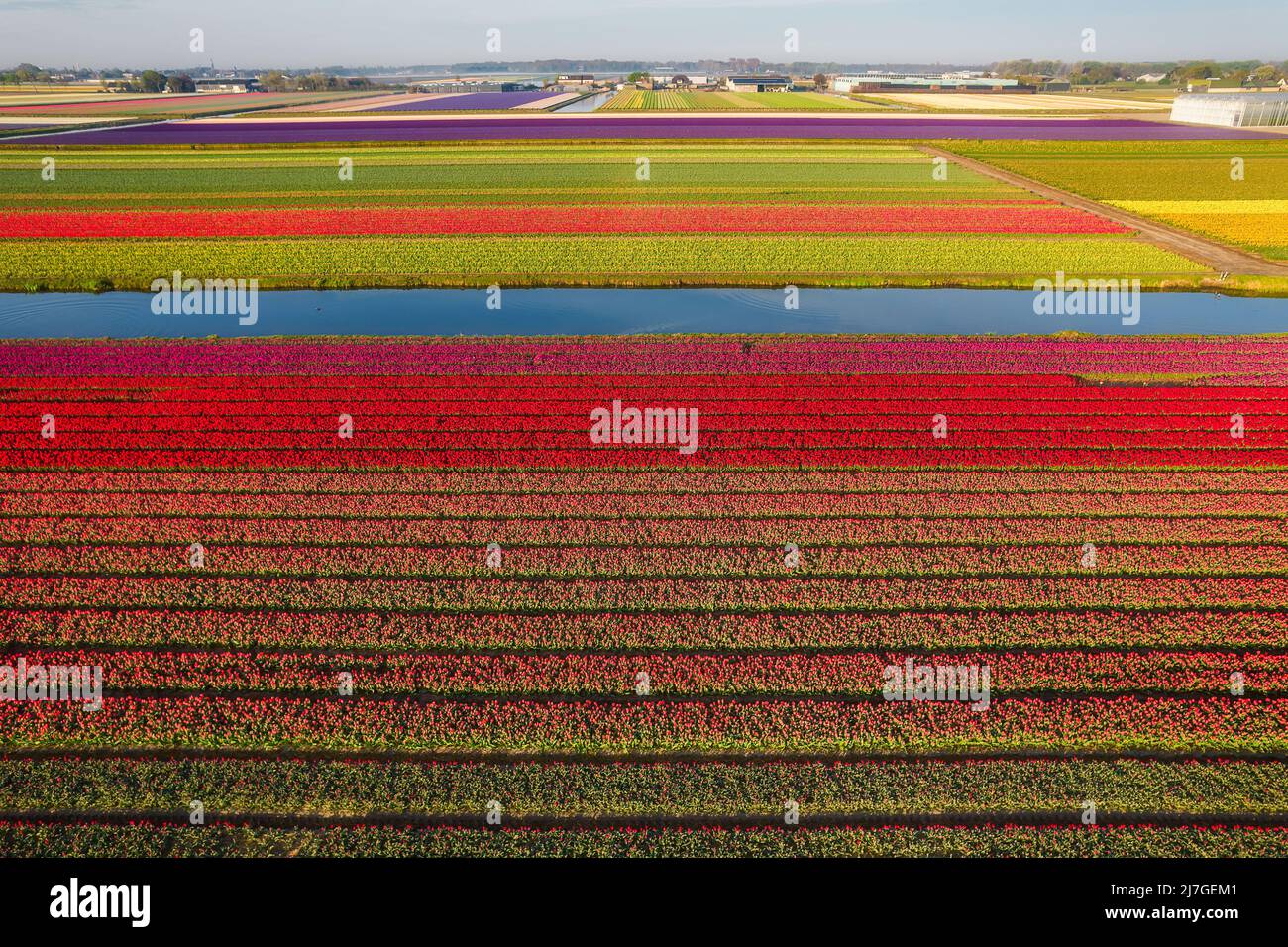 Aerial view of the colorful tulip fields in Keukenhof, Lisse at sunrise ...