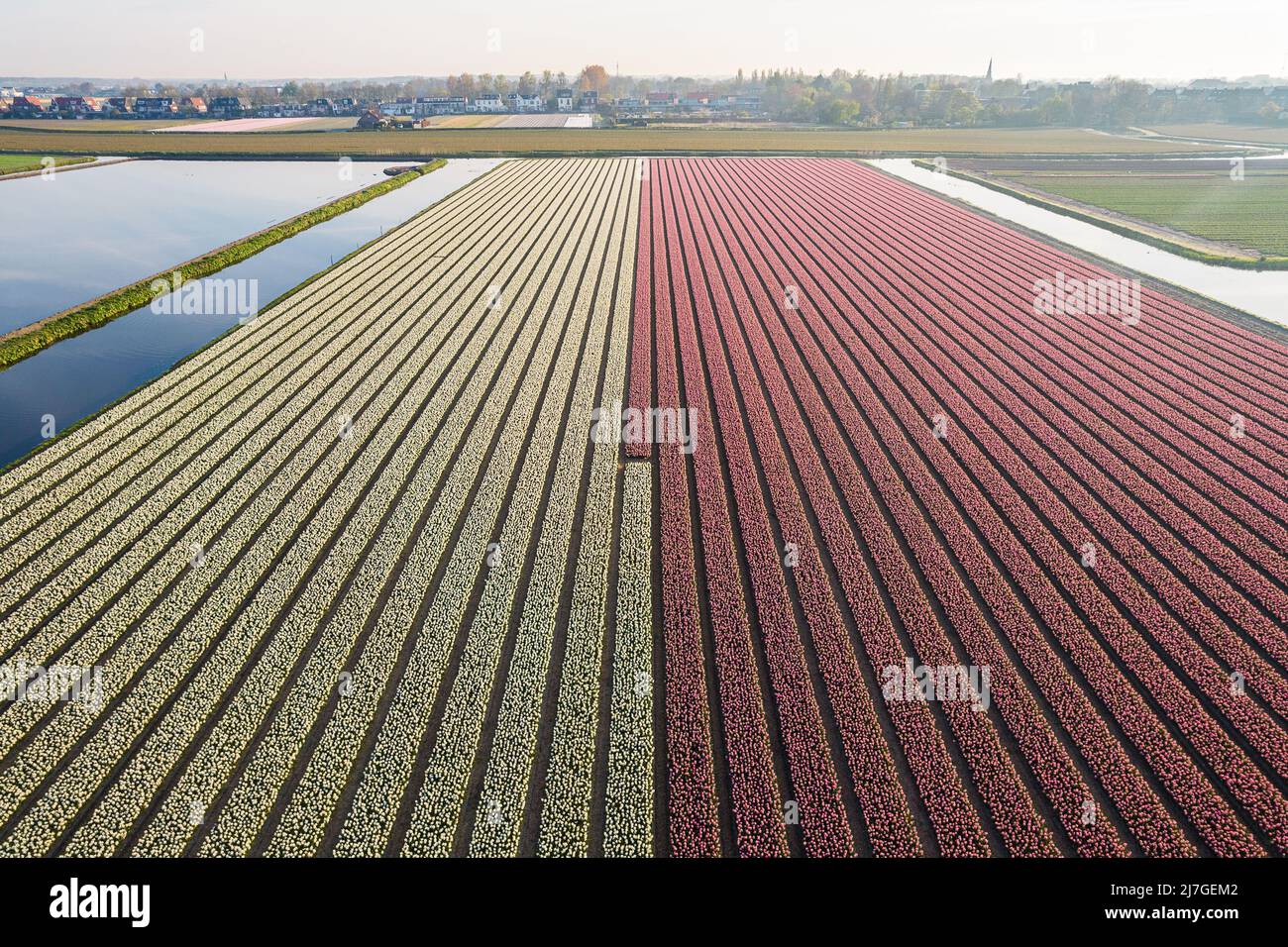 Aerial view of the colorful tulip fields in Keukenhof, Lisse at sunrise ...