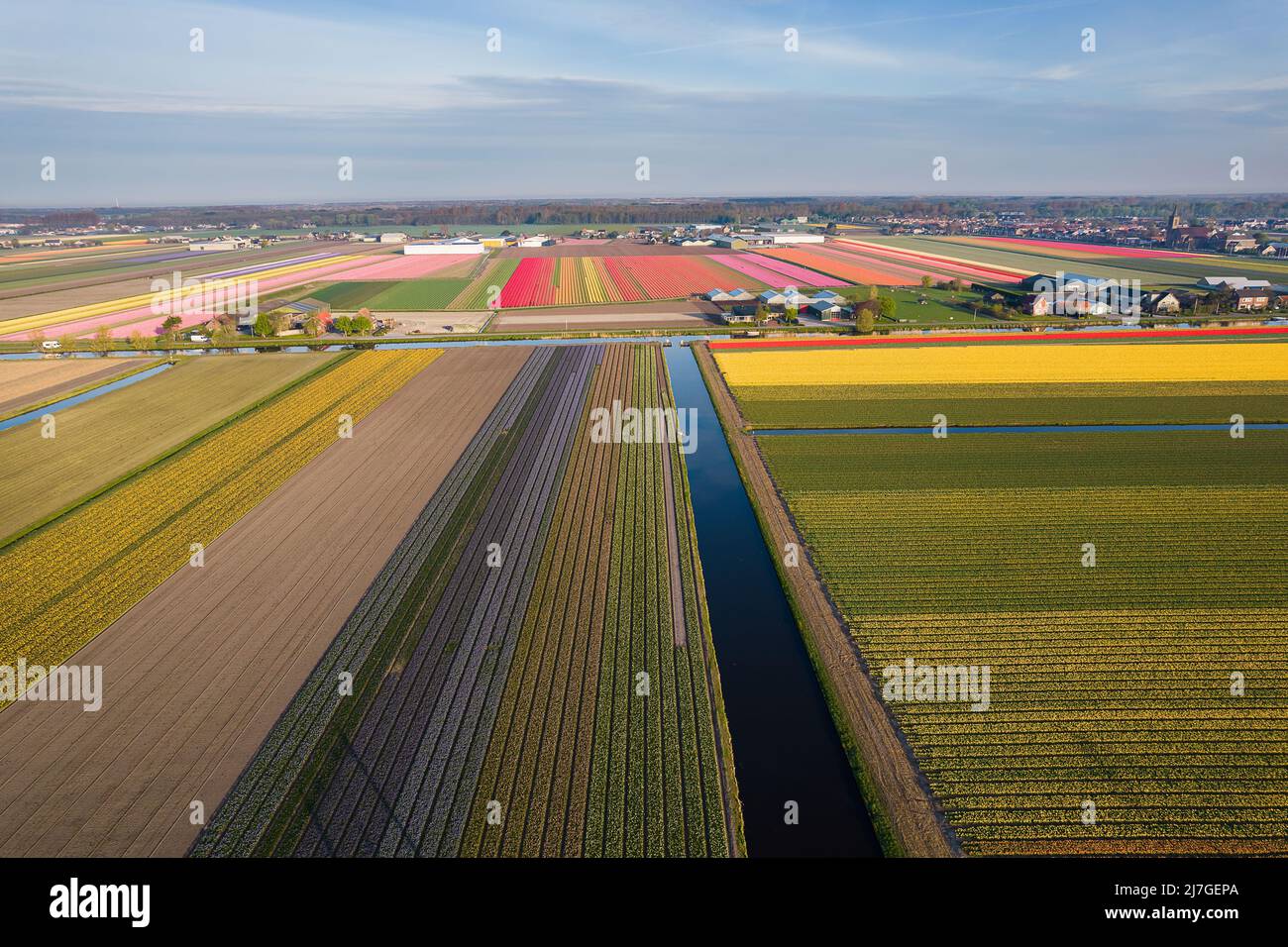 Aerial view of the colorful tulip fields in Keukenhof, Lisse at sunrise ...