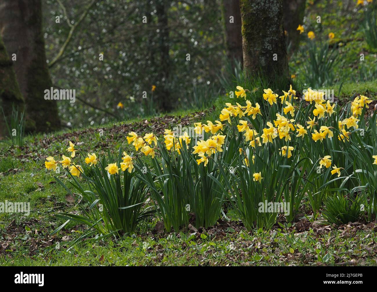 Naturalized bulbs hi-res stock photography and images - Alamy
