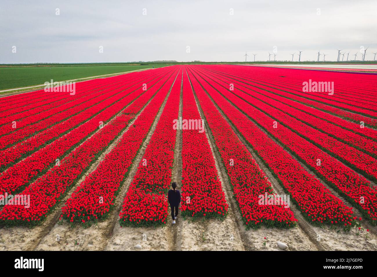Aerial view of a woman standing in the colorful tulip fields in ...