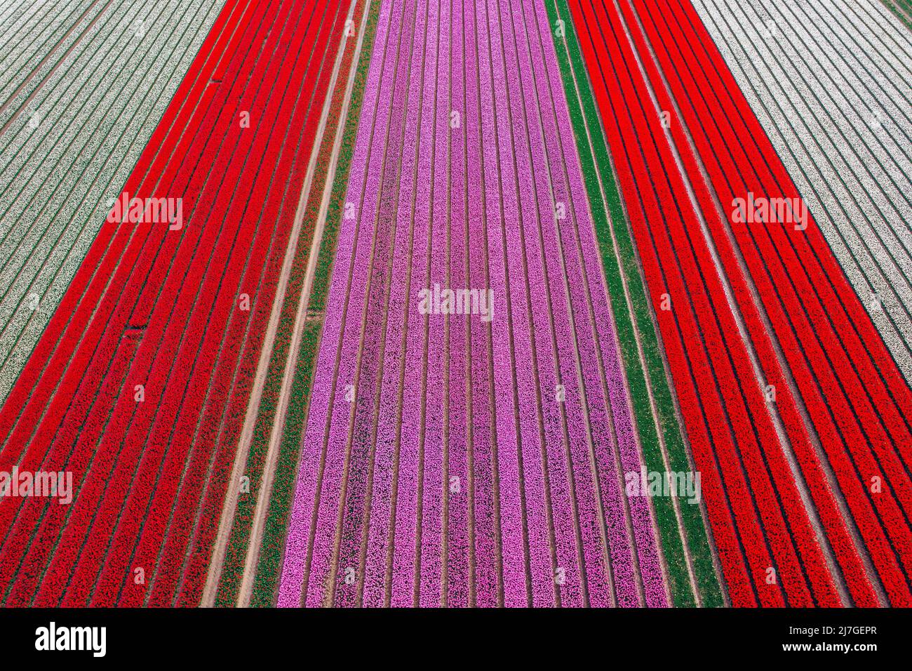 Aerial view of the colorful tulip fields in Keukenhof, Lisse at sunrise ...