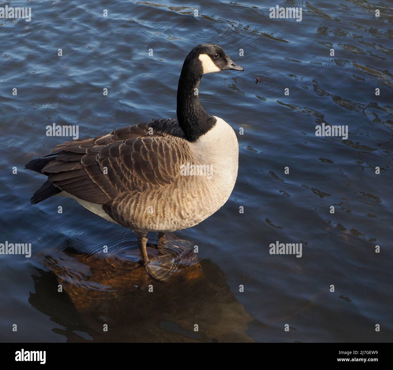 Canada goose (branta canadensis) on a lake in April - Lancashire ...