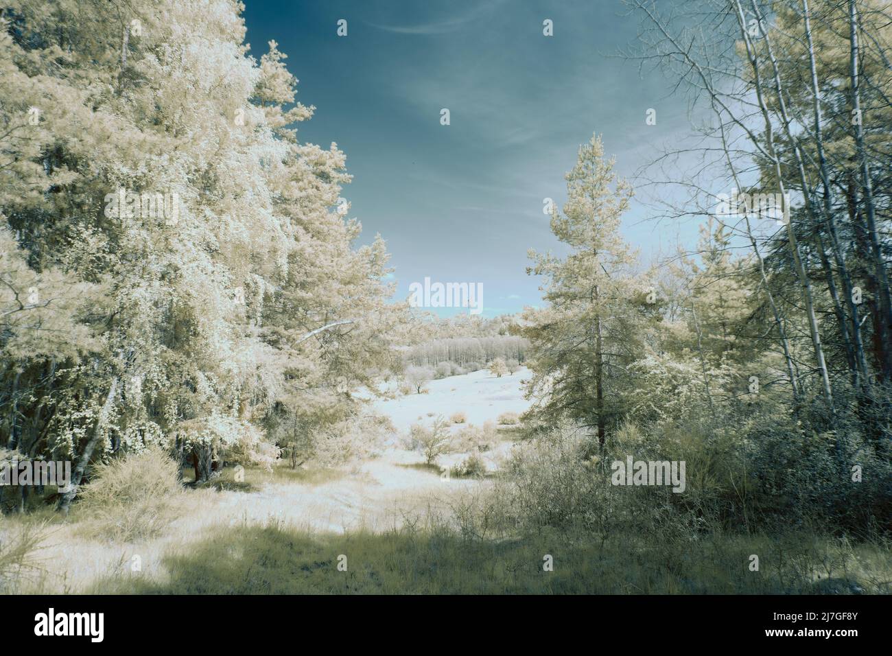Infrared landscape with glowing white vegetation using 720nm filter ...