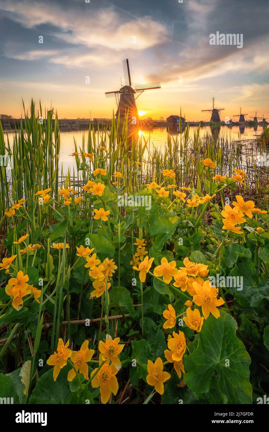 Unesco Werelderfgoed Kinderdijk Molens, Ancient Windmills at dusk in ...