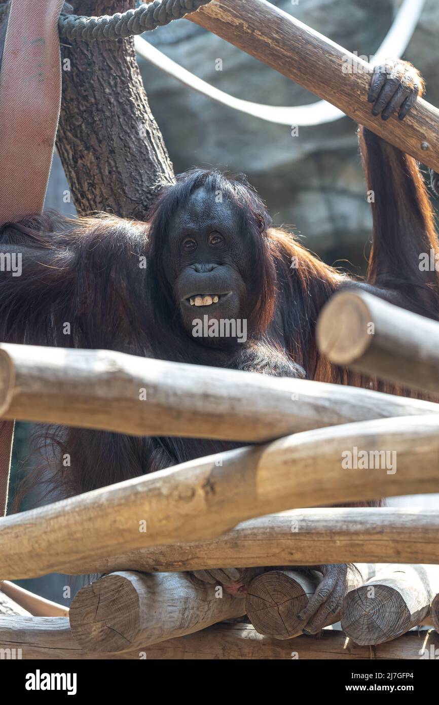 Funny monkey with a funny smile in the zoo Stock Photo - Alamy