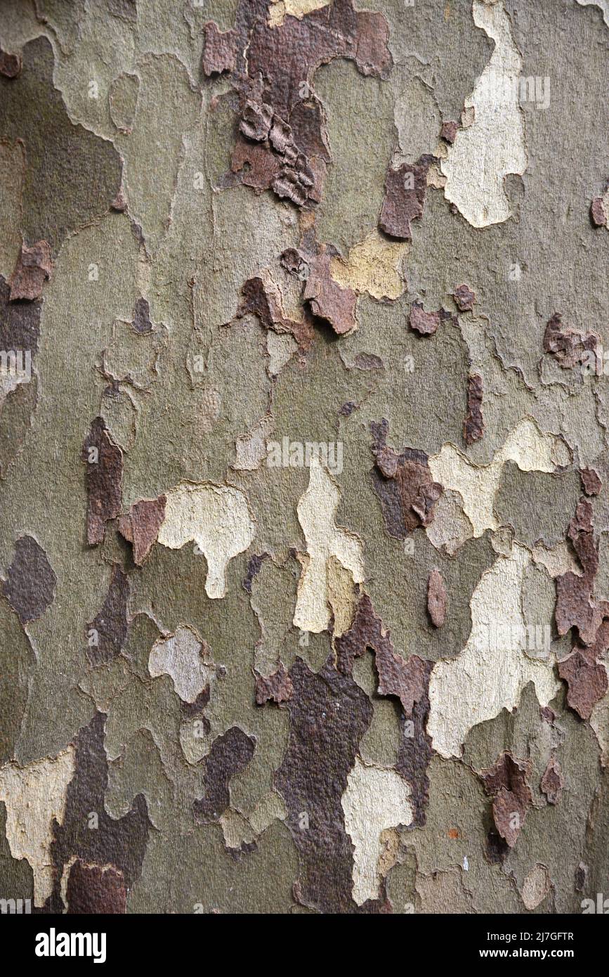 Camouflage Pattern of Peeling Bark of Common Plane Tree, Platanus x ...