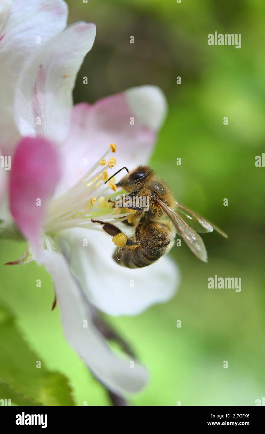 Bee covered in pollen apple blossom hi-res stock photography and images ...