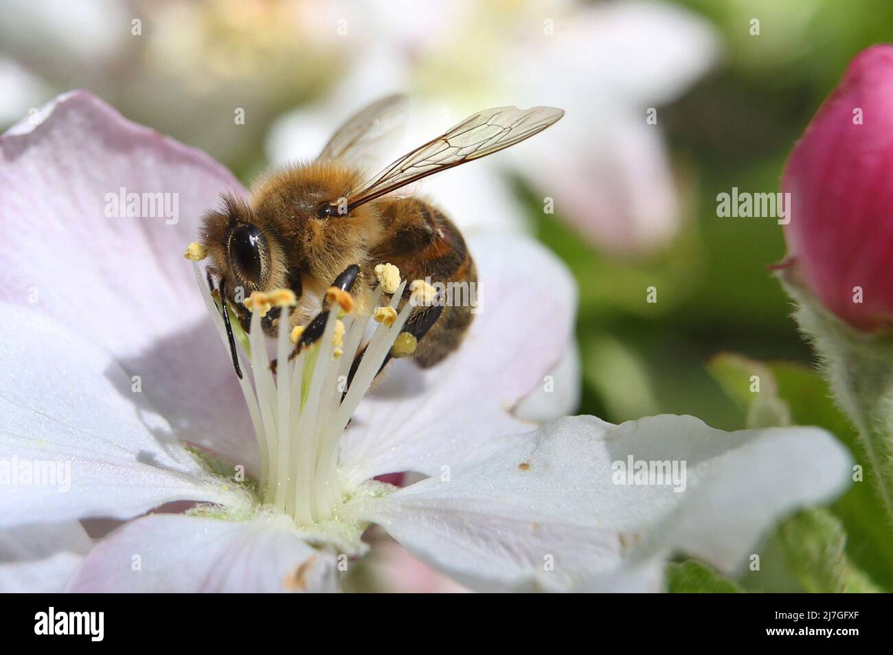 Bee covered in pollen apple blossom hi-res stock photography and images ...