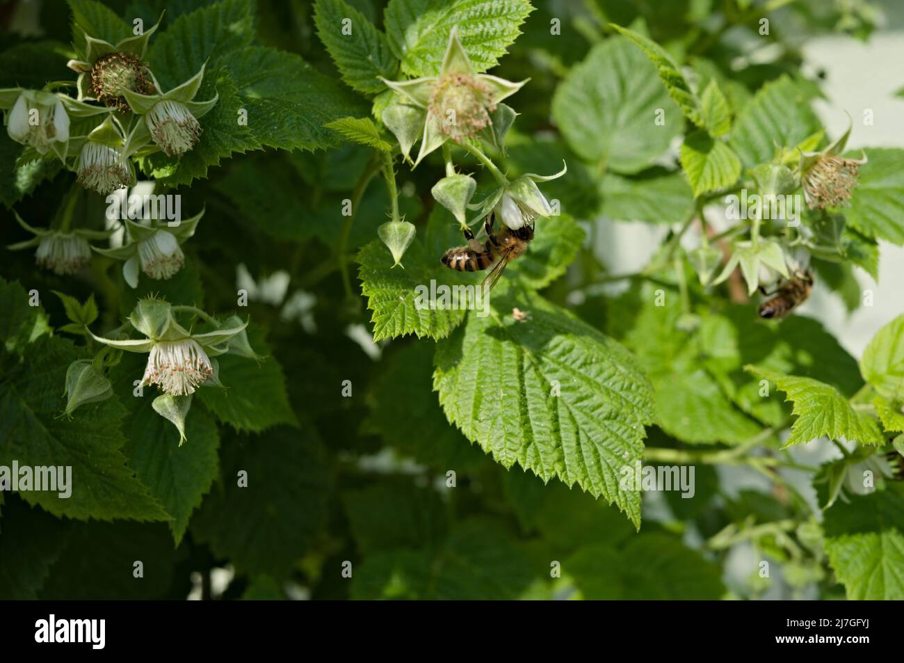 Bee on flowering raspberry Stock Photo - Alamy