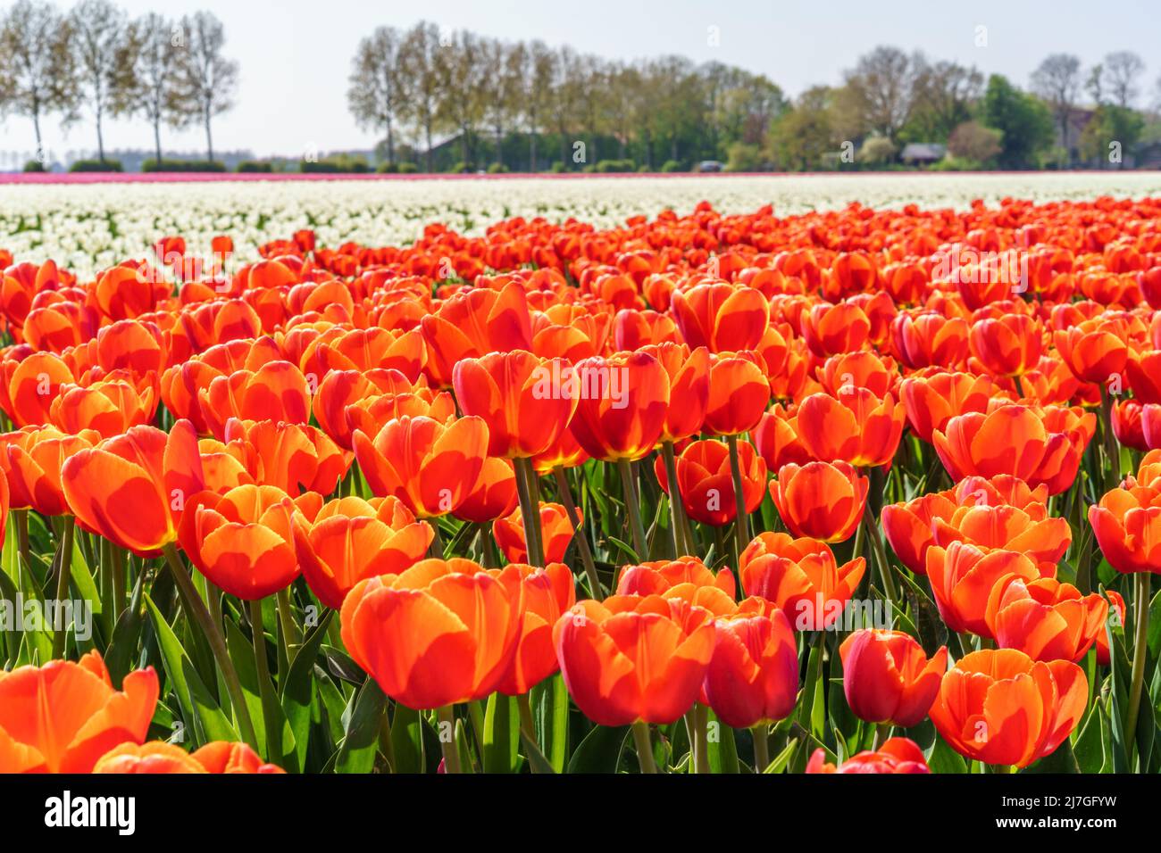 Colorful tulip flower fields in Keukenhof, Lisse at dusk in Netherlands ...