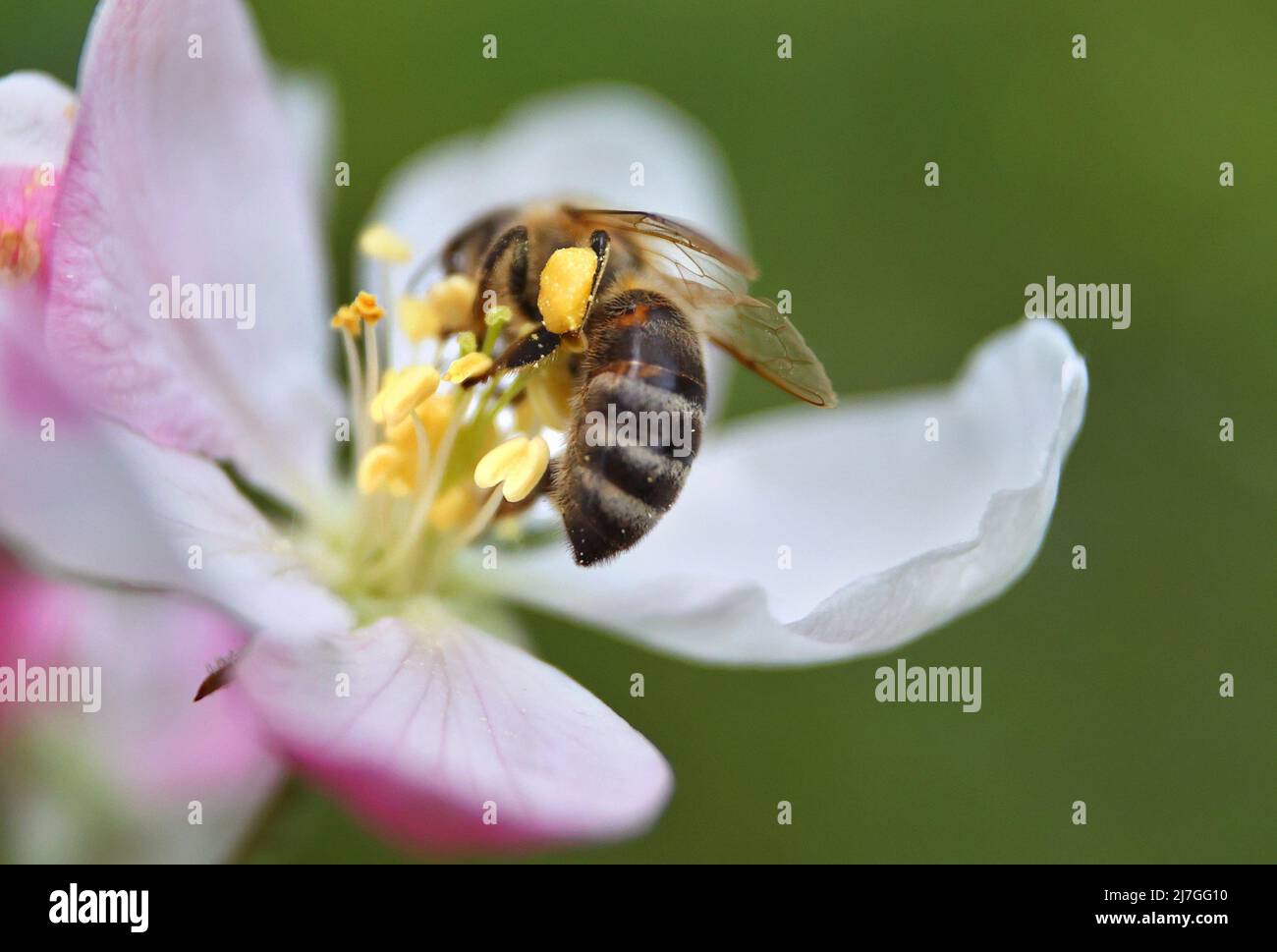 Bee covered in pollen apple blossom hi-res stock photography and images ...