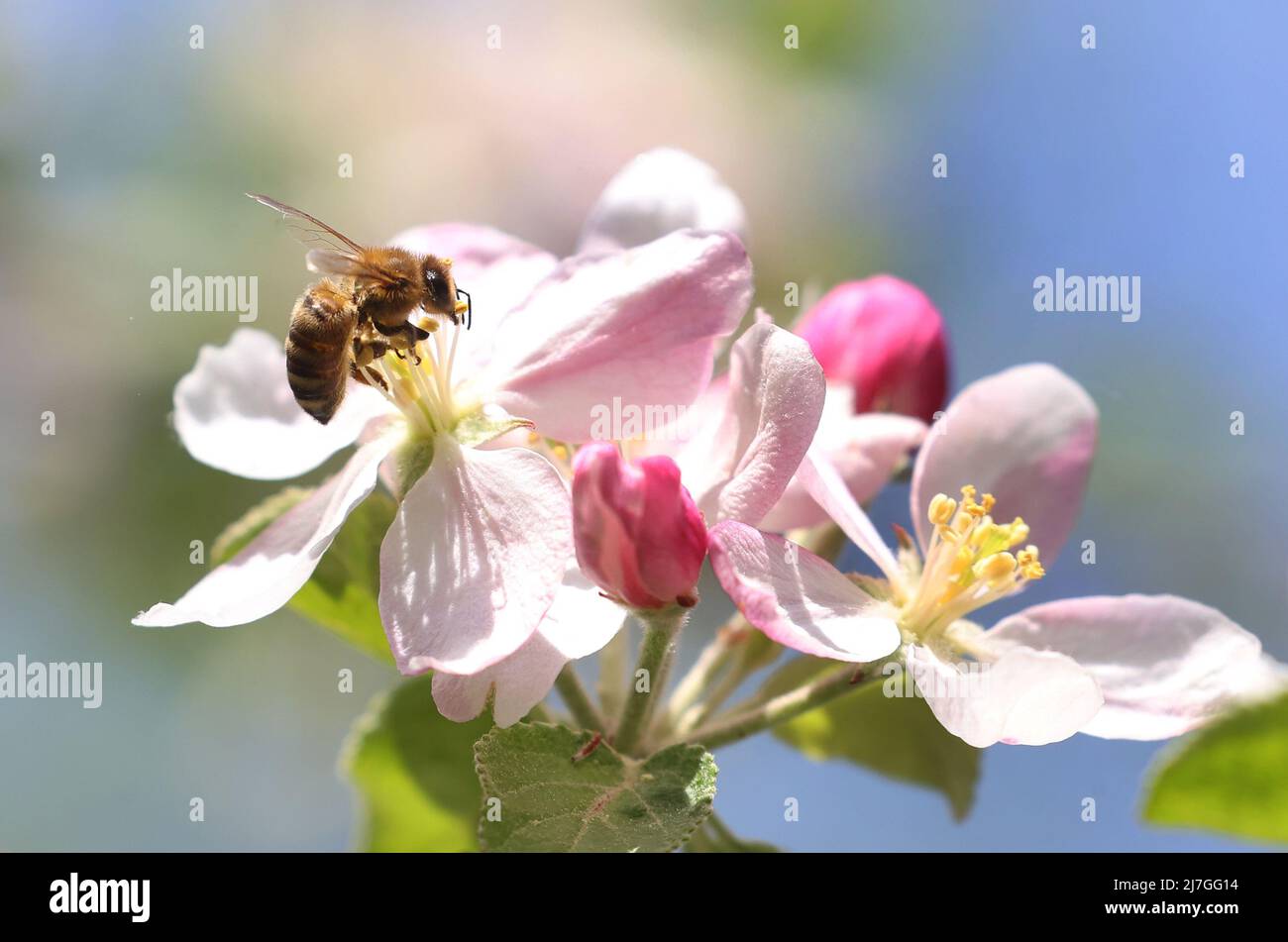 Bee covered in pollen apple blossom hi-res stock photography and images ...
