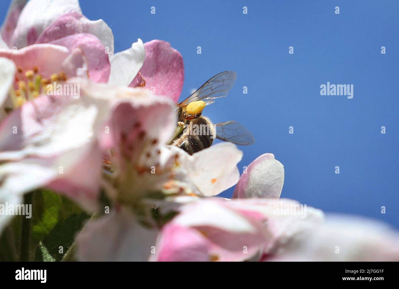 Bee covered in pollen apple blossom hi-res stock photography and images ...