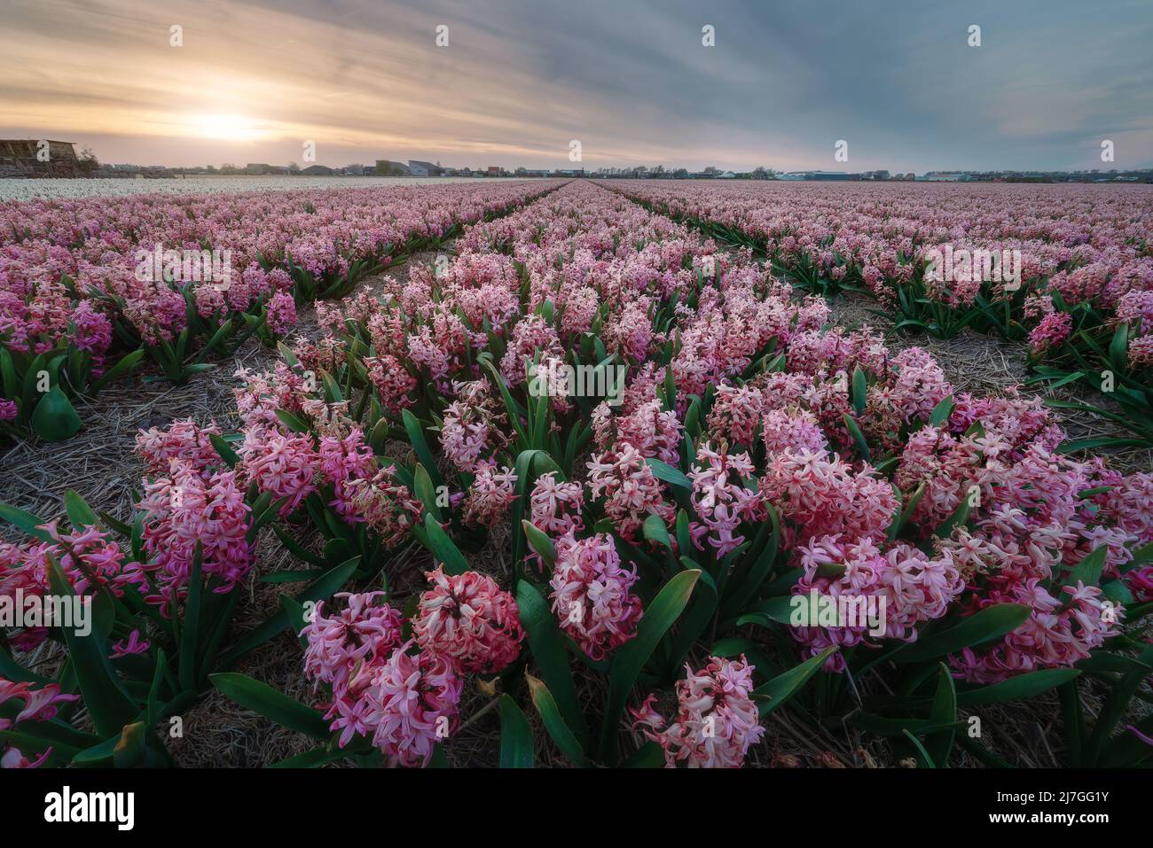 colorful hyacinth fields in Keukenhof, Lisse at dusk in Netherlands ...