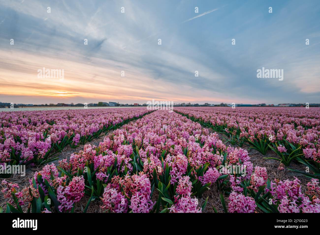 colorful hyacinth fields in Keukenhof, Lisse at dusk in Netherlands ...