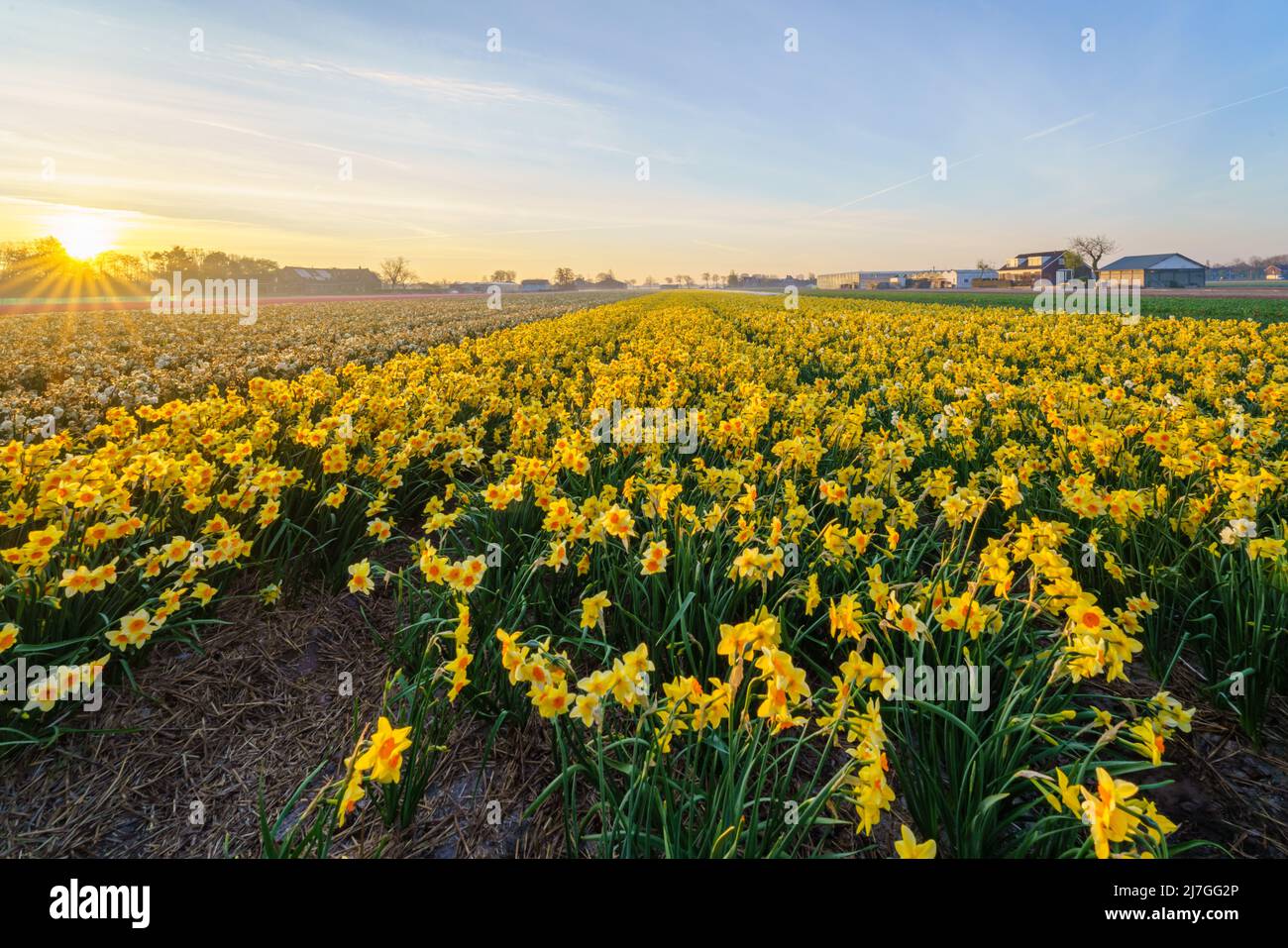 Colorful daffodils flower fields in Keukenhof, Lisse at Sunrise in ...