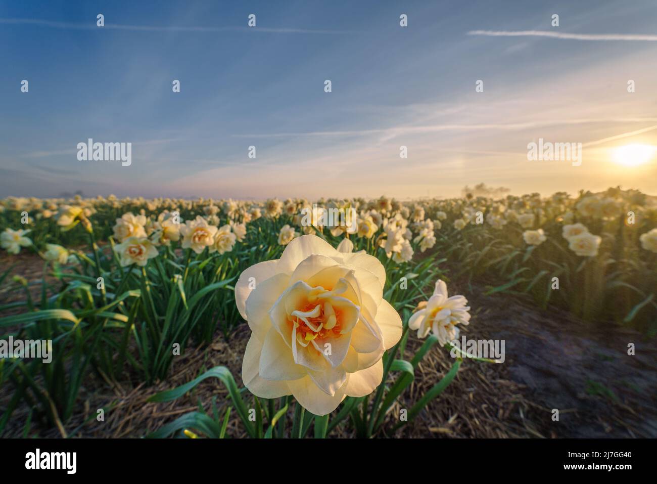 Colorful daffodils flower fields in Keukenhof, Lisse at Sunrise in ...
