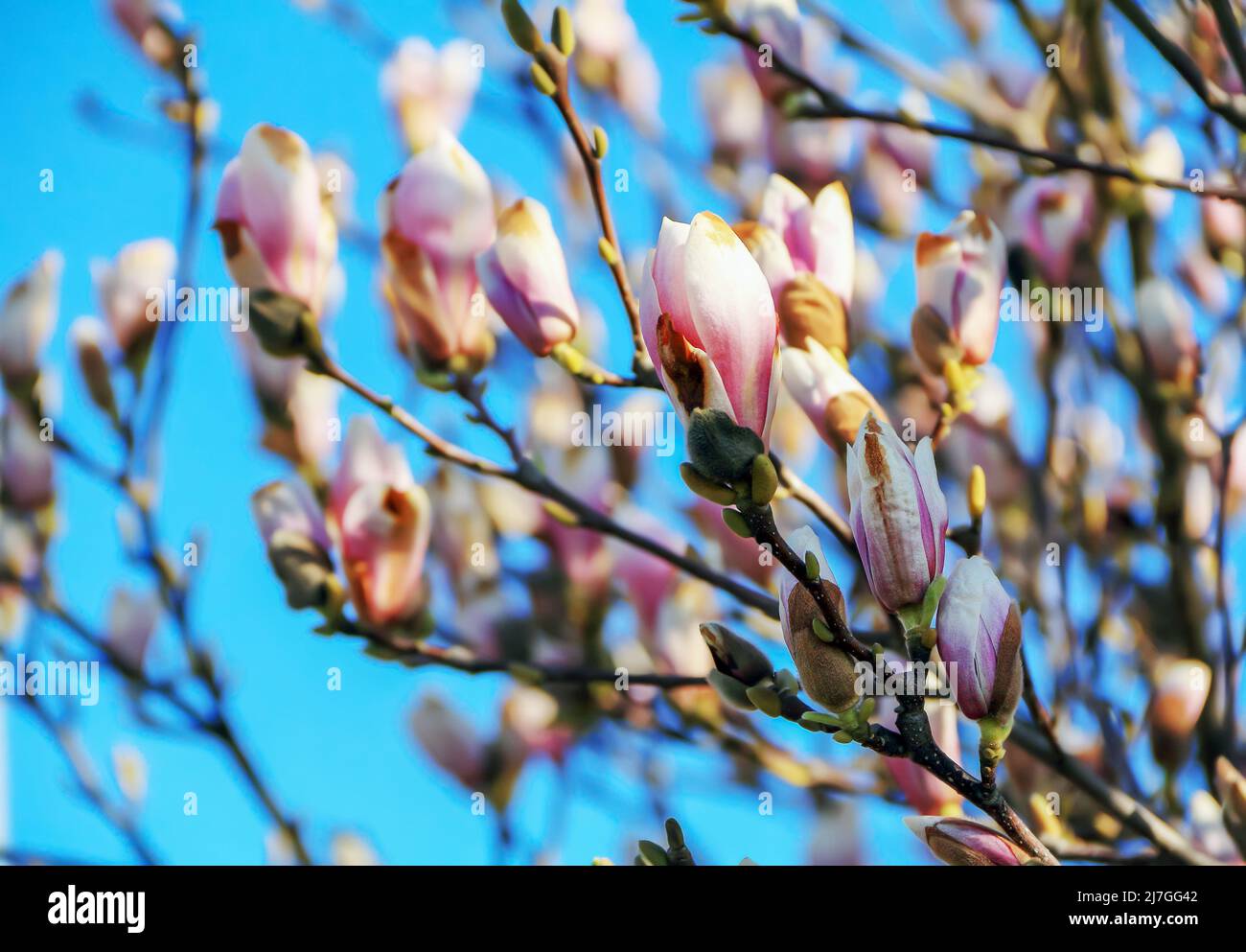 Magnolia blossom images hi-res stock photography and images - Alamy