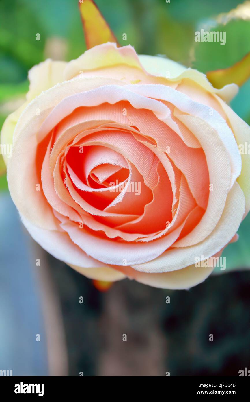 Artificial rose isolated on a colored background in Poland Stock Photo ...