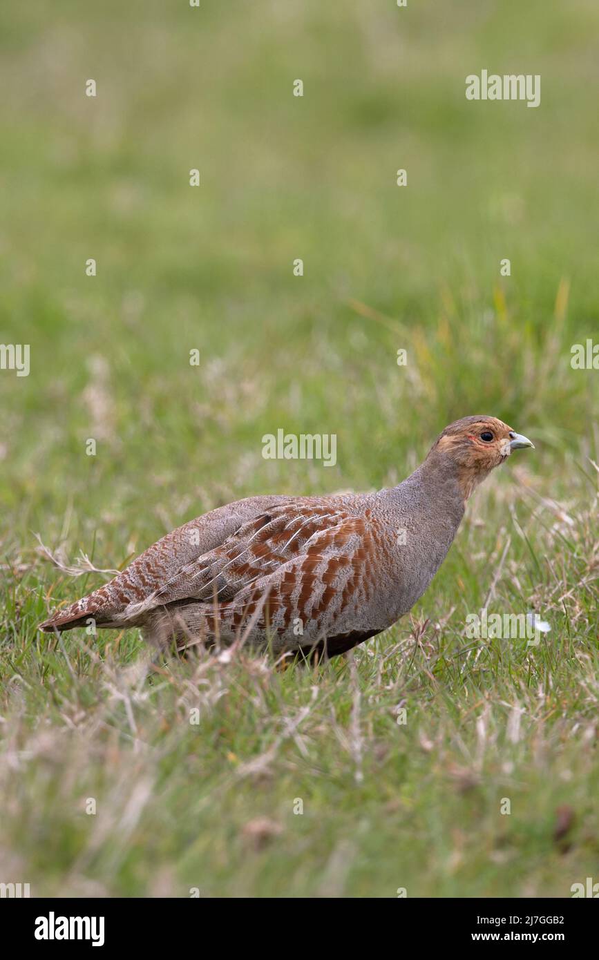 European partridge perdix perdix hi-res stock photography and images ...
