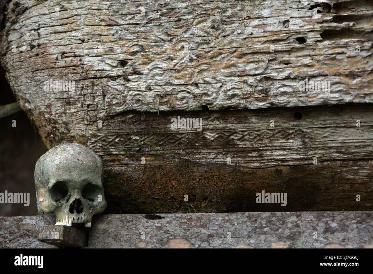 Human skull at traditional burial site in Kete Kesu village, North ...