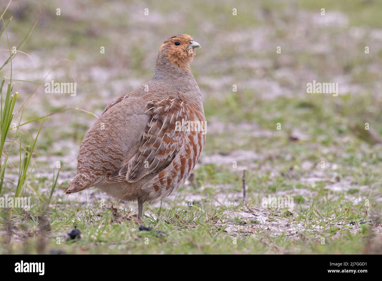 Perdix perdix norfolk gamebird hi-res stock photography and images - Alamy