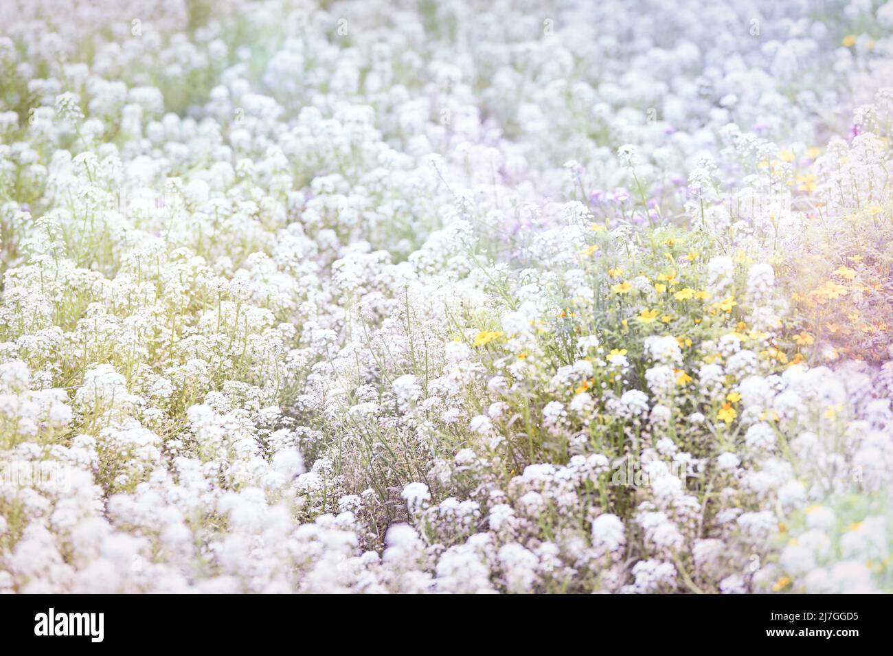 Nature background with spring flowers. Selective and soft focus Stock ...