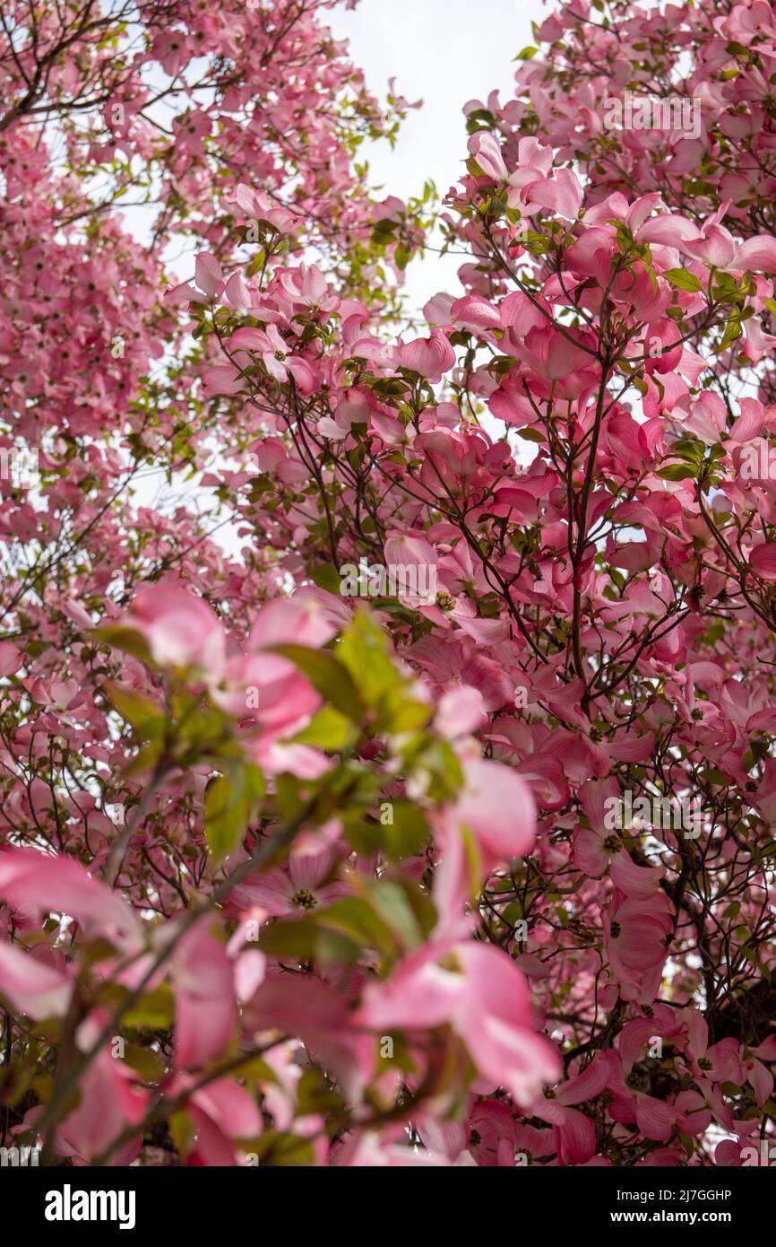 Portland, Oregon is vibrantly colorful in the springtime when there is ...
