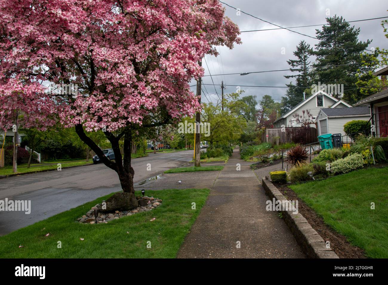 Portland, Oregon is vibrantly colorful in the springtime when there is ...