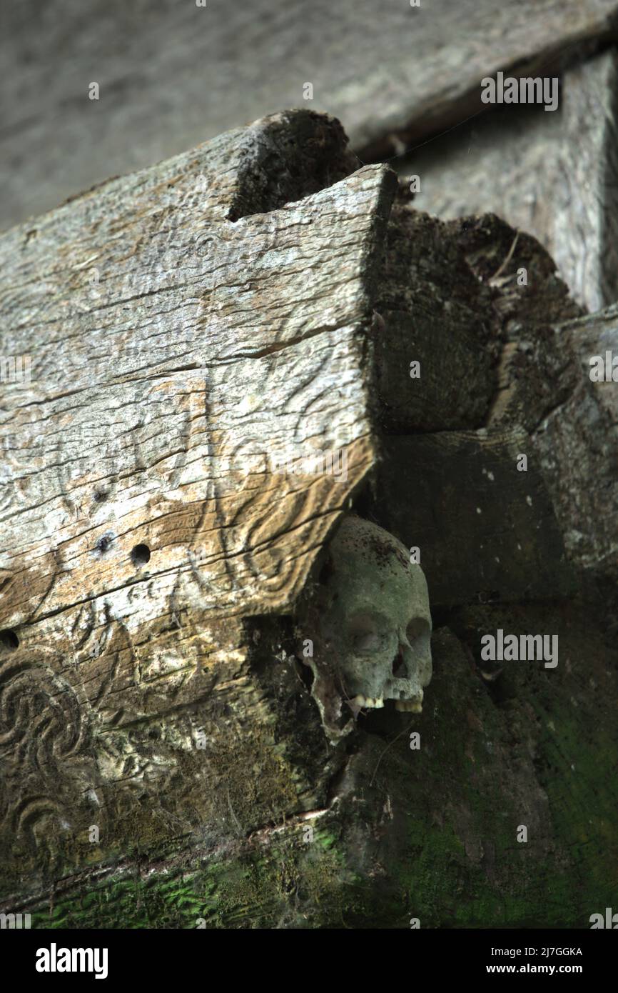 Human skull at traditional burial site in Kete Kesu village, North ...