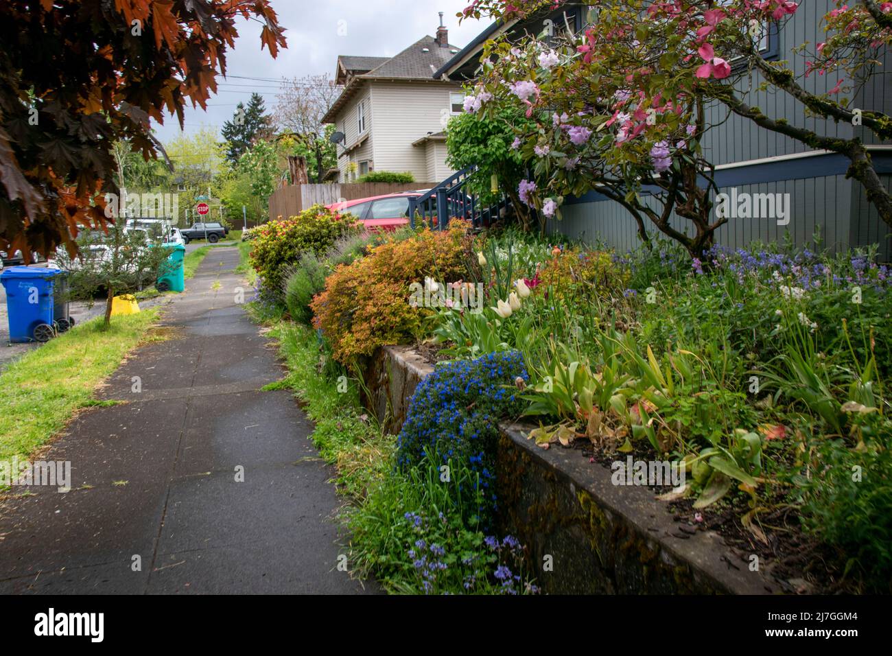 Portland, Oregon is vibrantly colorful in the springtime when there is ...