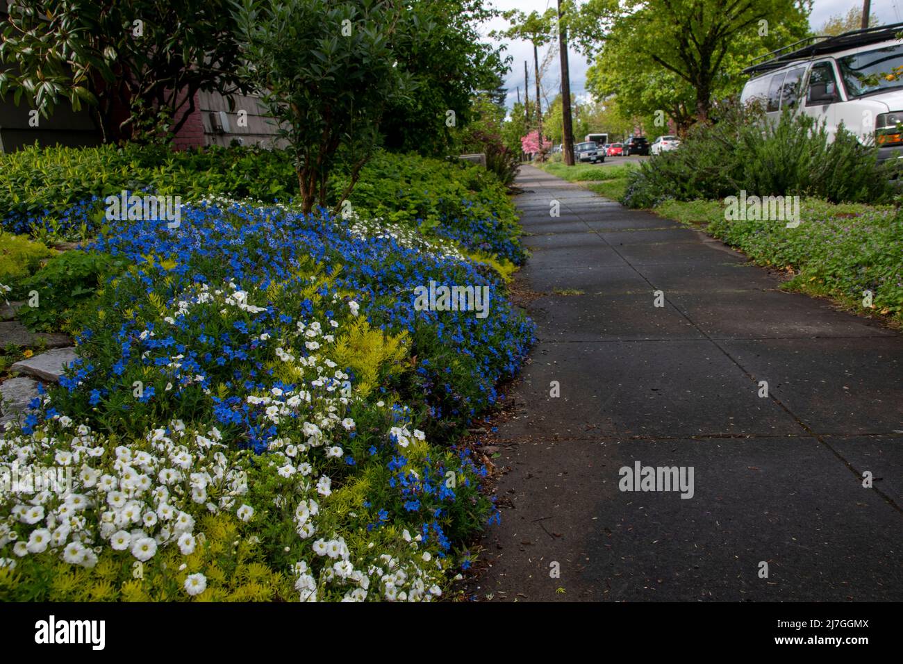 Portland, Oregon is vibrantly colorful in the springtime when there is ...