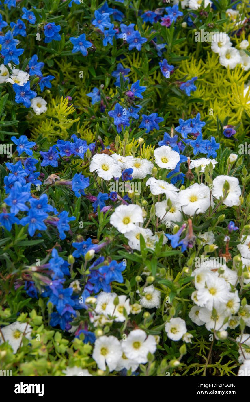 Portland, Oregon is vibrantly colorful in the springtime when there is ...