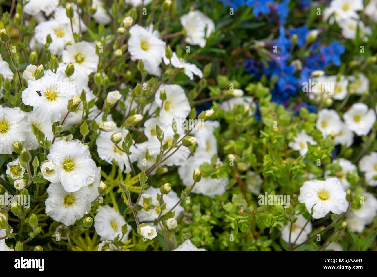 Portland, Oregon is vibrantly colorful in the springtime when there is ...