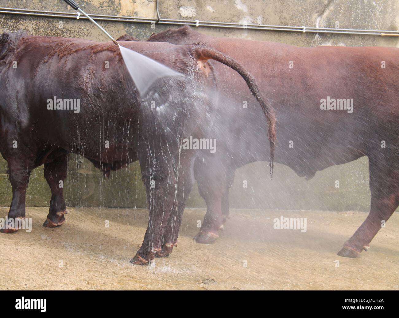 Two Farm Bulls Being Spray Washed Before Exhibition Stock Photo - Alamy