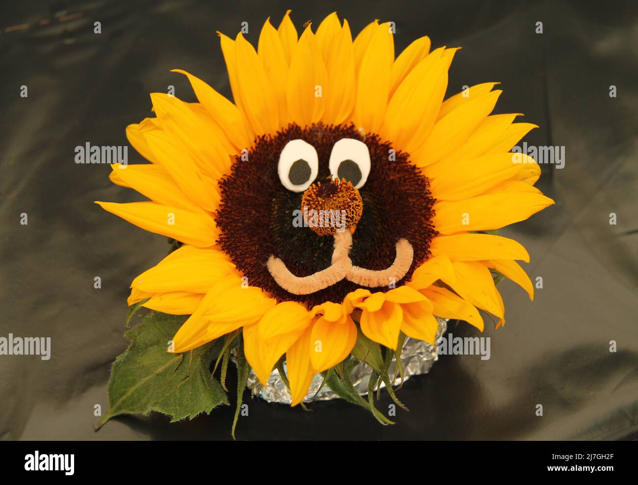 A Craft Face Created in a Sunflower Plant Head Stock Photo - Alamy
