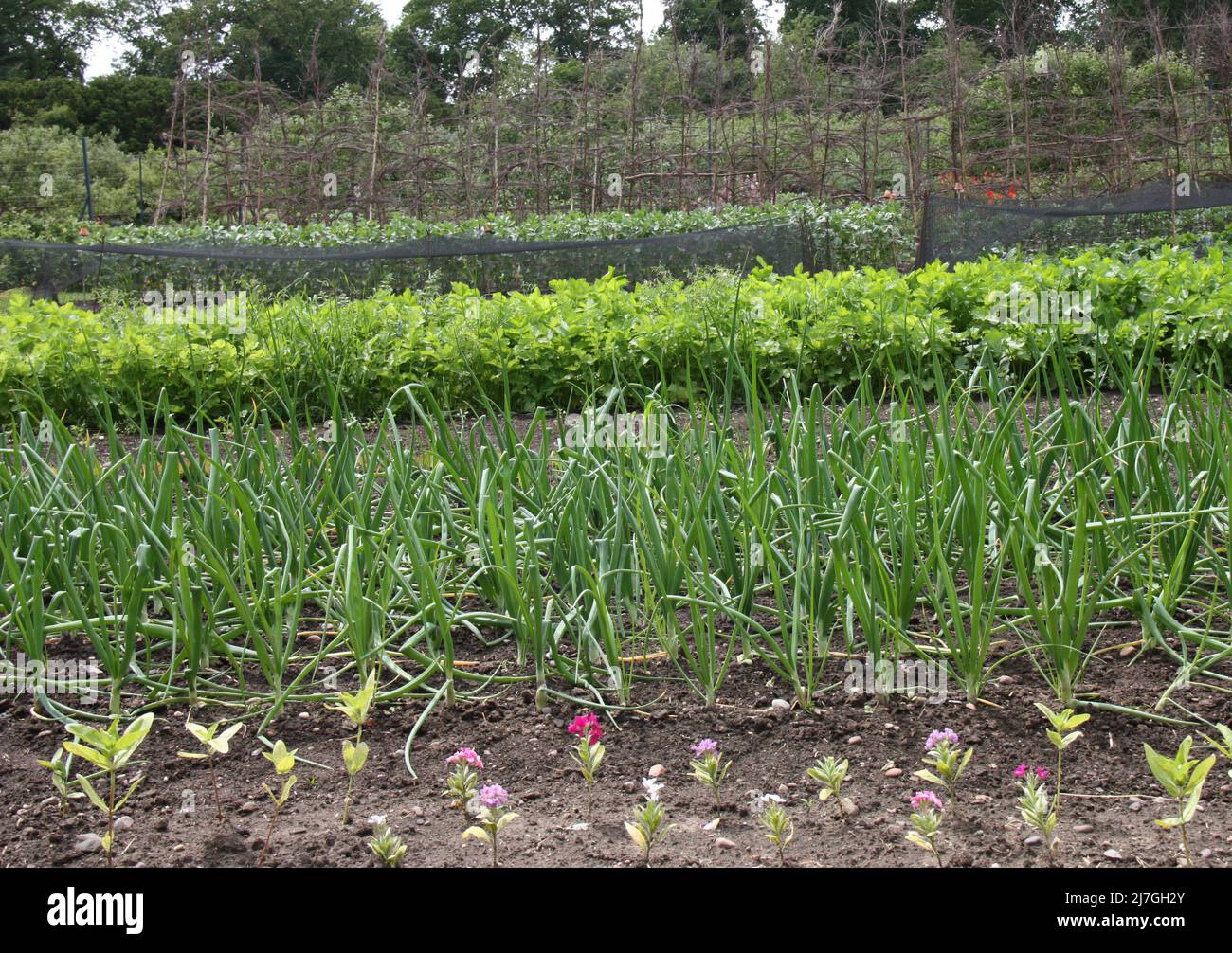 A View over a Large and Productive Vegetable Garden Stock Photo - Alamy