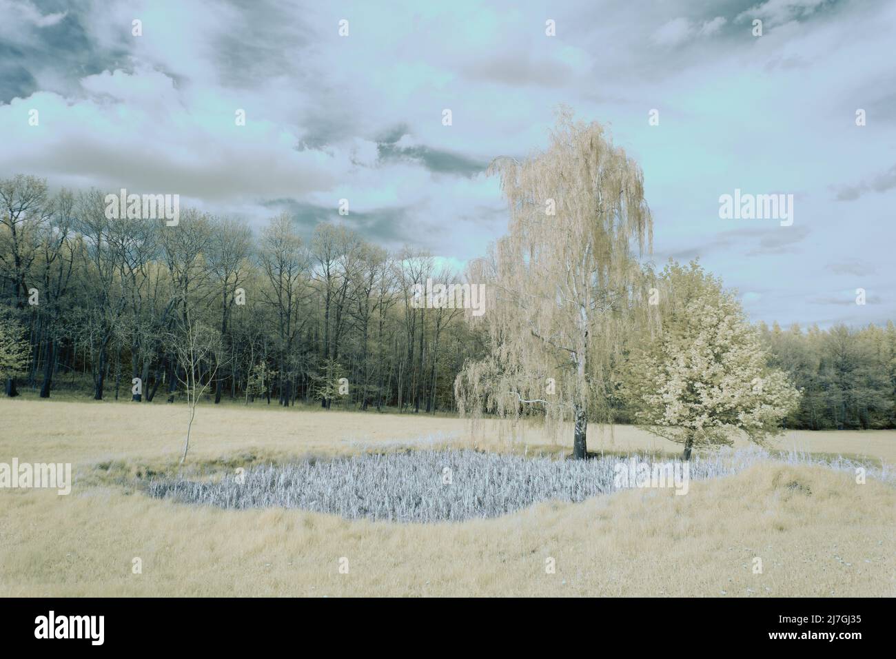 Infrared landscape with glowing white vegetation using 720nm filter ...