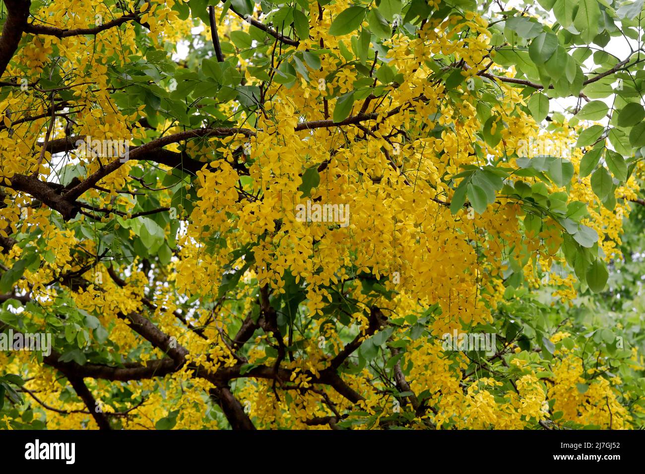 Dhaka, Bangladesh - May 09, 2022: A Sonalu flower or golden shower ...